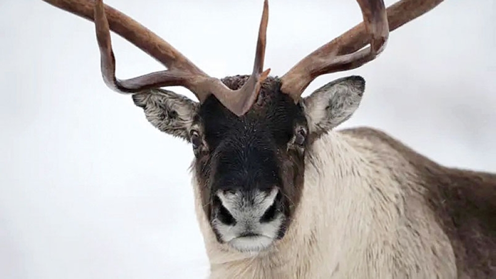 Reindeer among the threatened species highlighted by WWF - Oman Observer