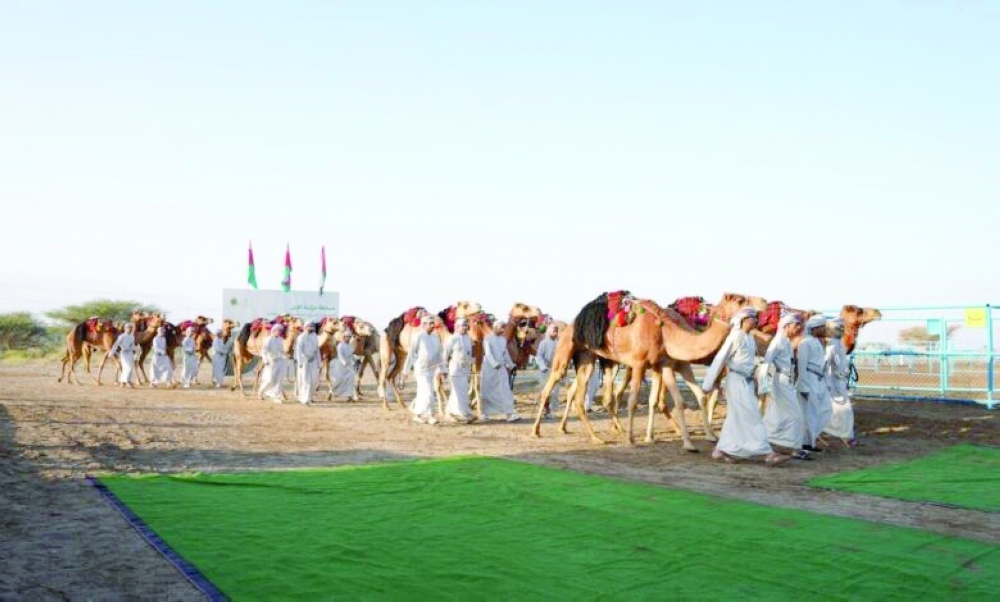 'Al Dhabbi' and 'Al Thebah' claim top honours - Oman Observer