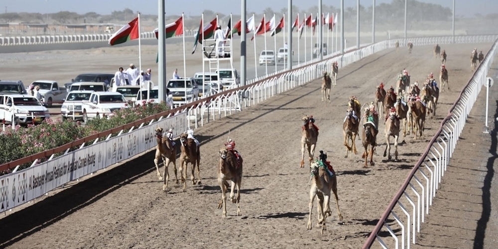 6th Al Bashayer Camel Festival kicks off in Adam - Oman Observer