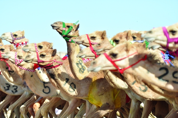 Al Bashayer Camel Festival begins in Adam - Oman Observer