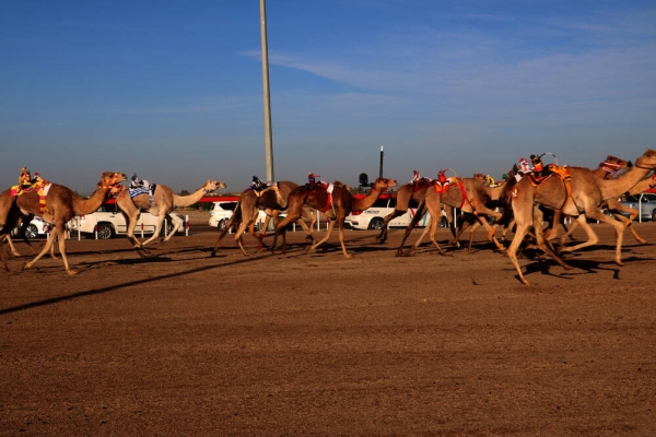 Tough competition in Al Bashayer camel races - Oman Observer