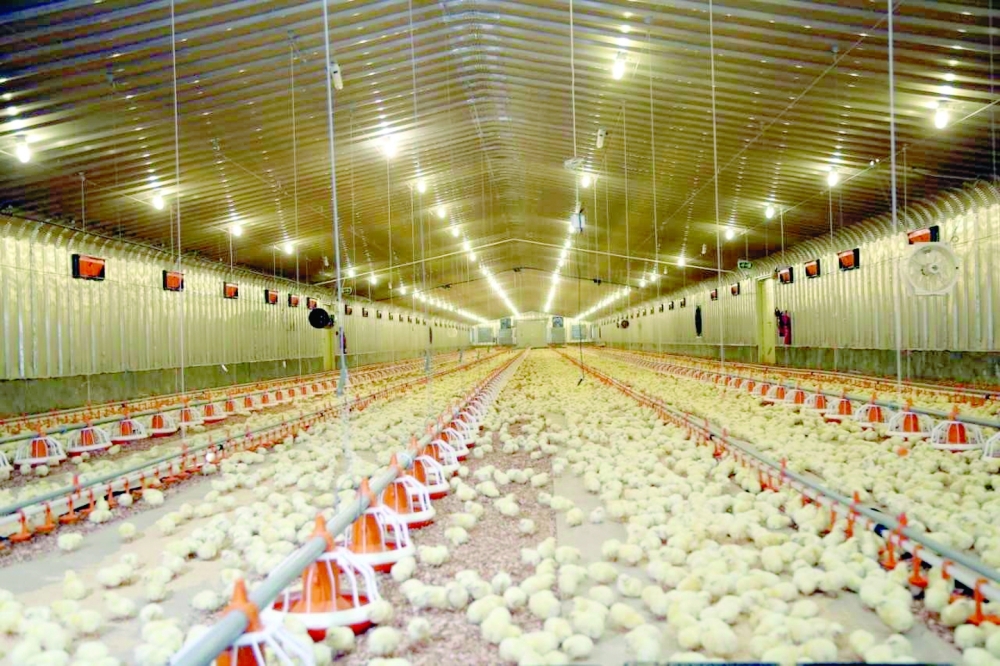 Flood of frozen poultry imports unsettles Omani poultry industry - Oman ...
