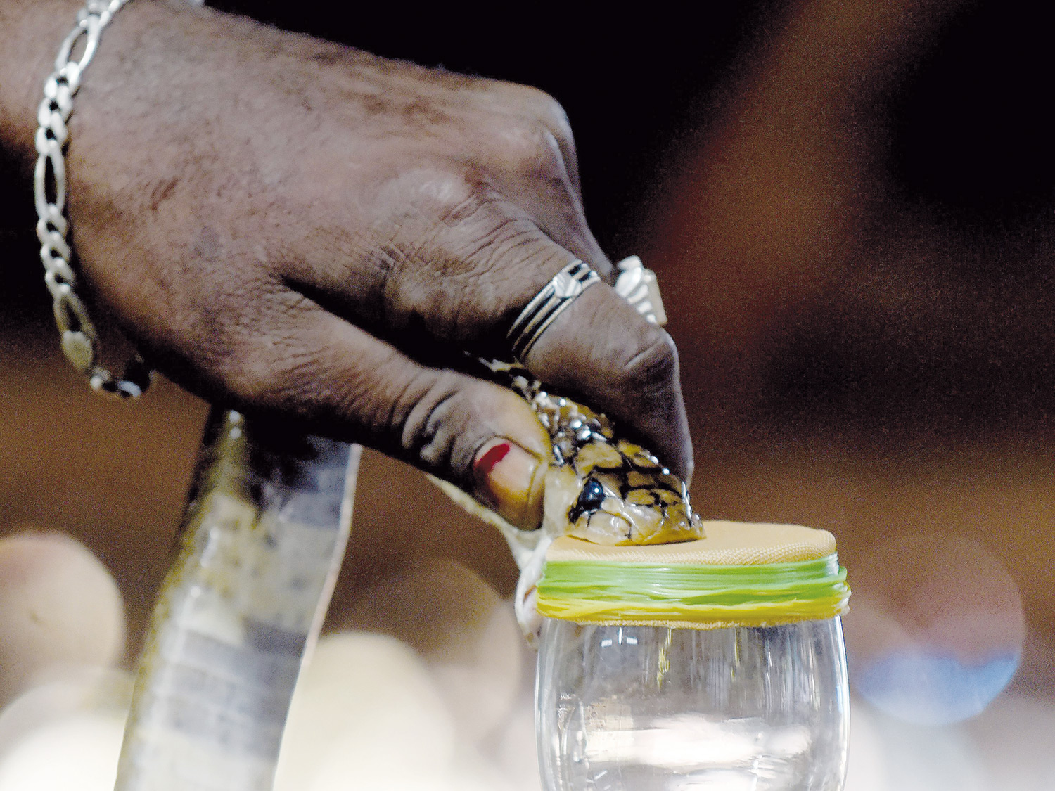 The snake catching tribe saving lives in India - Oman Observer