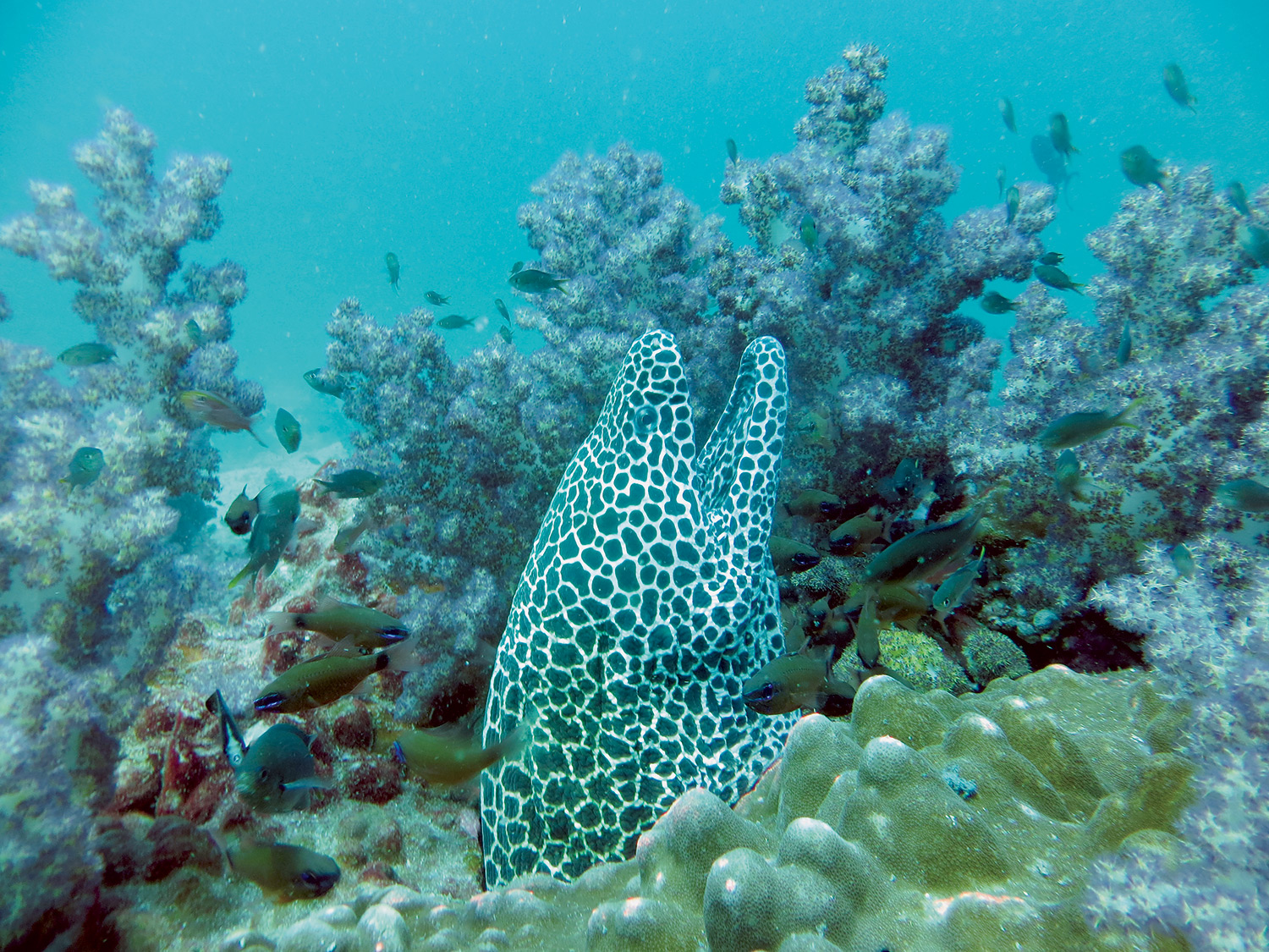 Omani moots new ways of studying corals - Oman Observer