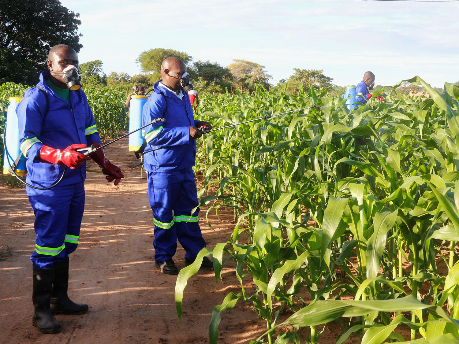 Southern African pest is South American invader - Oman Observer