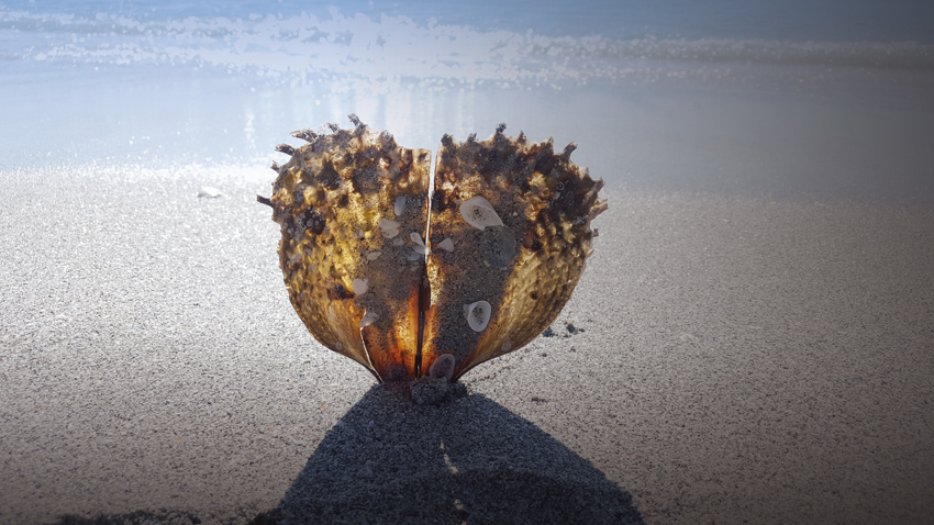 The bounty of Oman’s waters on a plate - Oman Observer