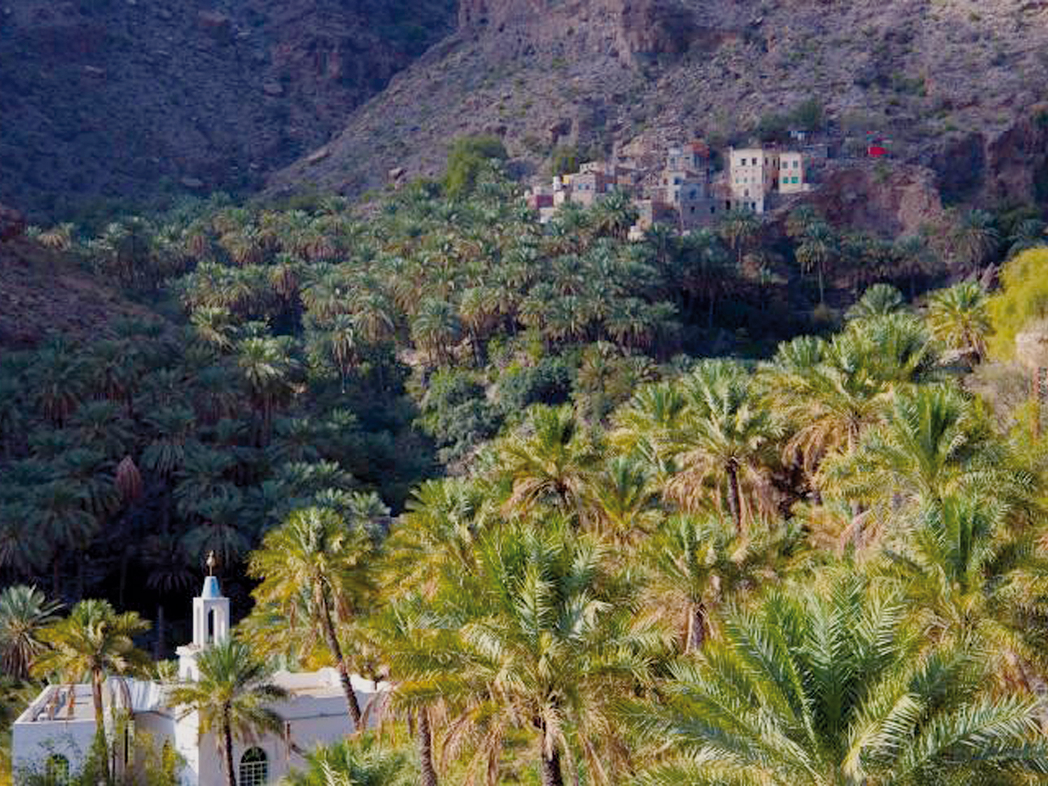 The thriving Mandus of Oman - Oman Observer