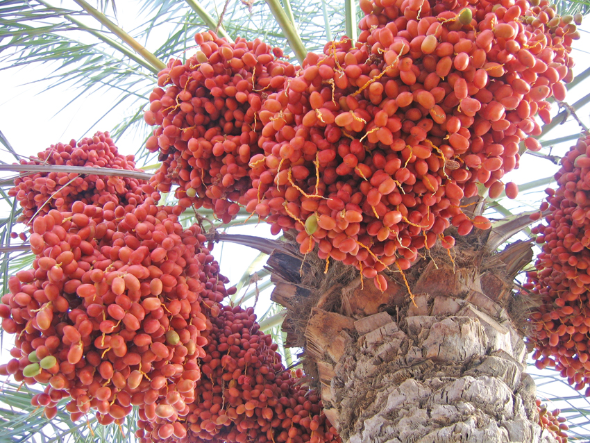 New firm to boost 1 Million Date Palm Tree Project - Oman Observer