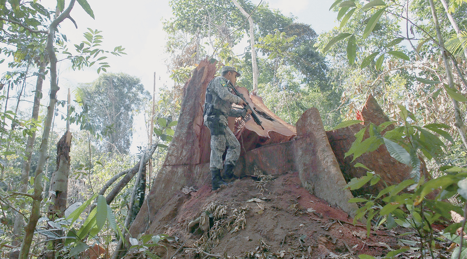 Brazil mulls shrinking national forest after highway protests - Oman ...