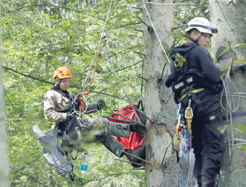Activists climb ancient trees to stop Polish logging - Oman Observer