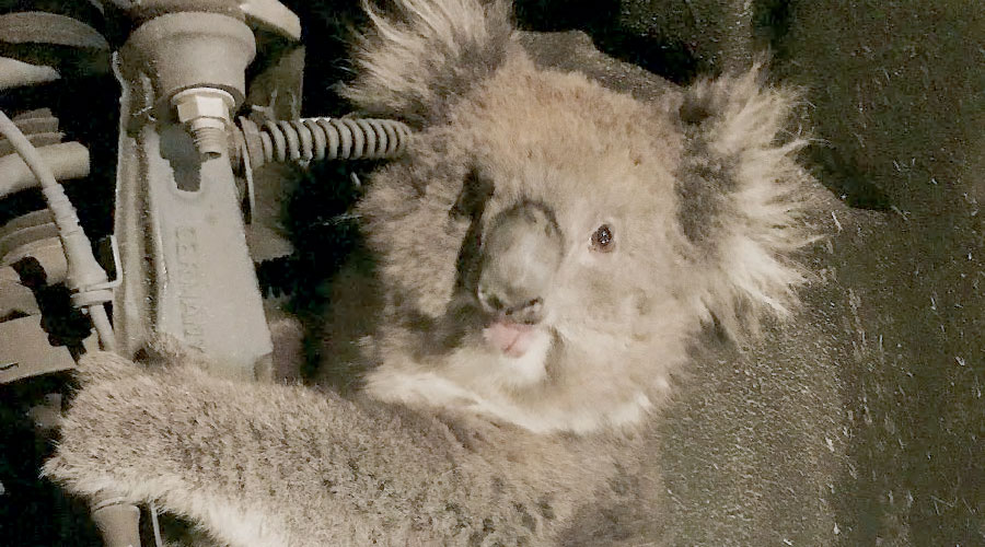 Koala survives 16 km drive trapped under 4WD - Oman Observer