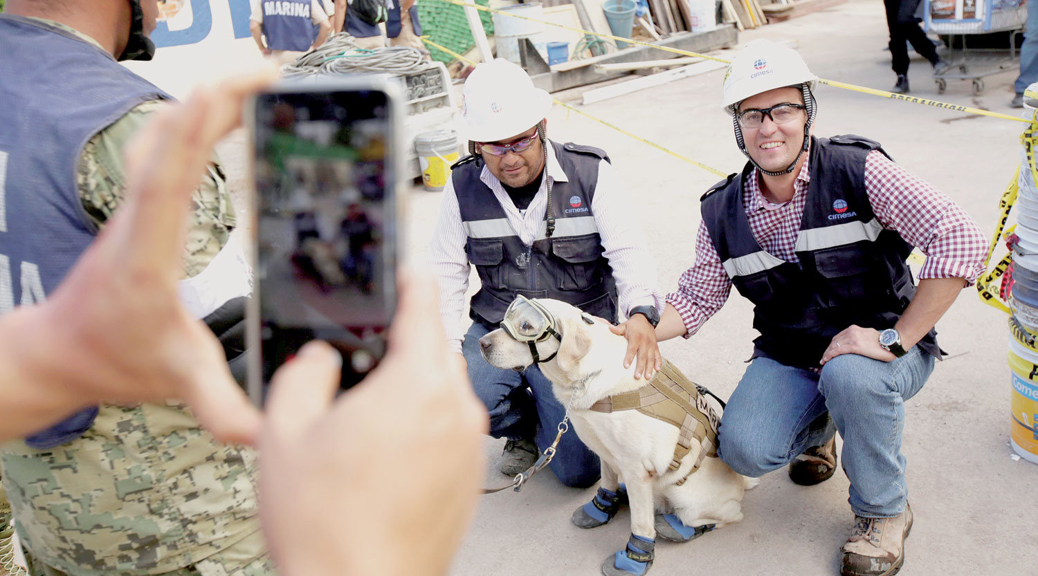 Frida the rescue dog emerges as hero of Mexican earthquake - Oman Observer