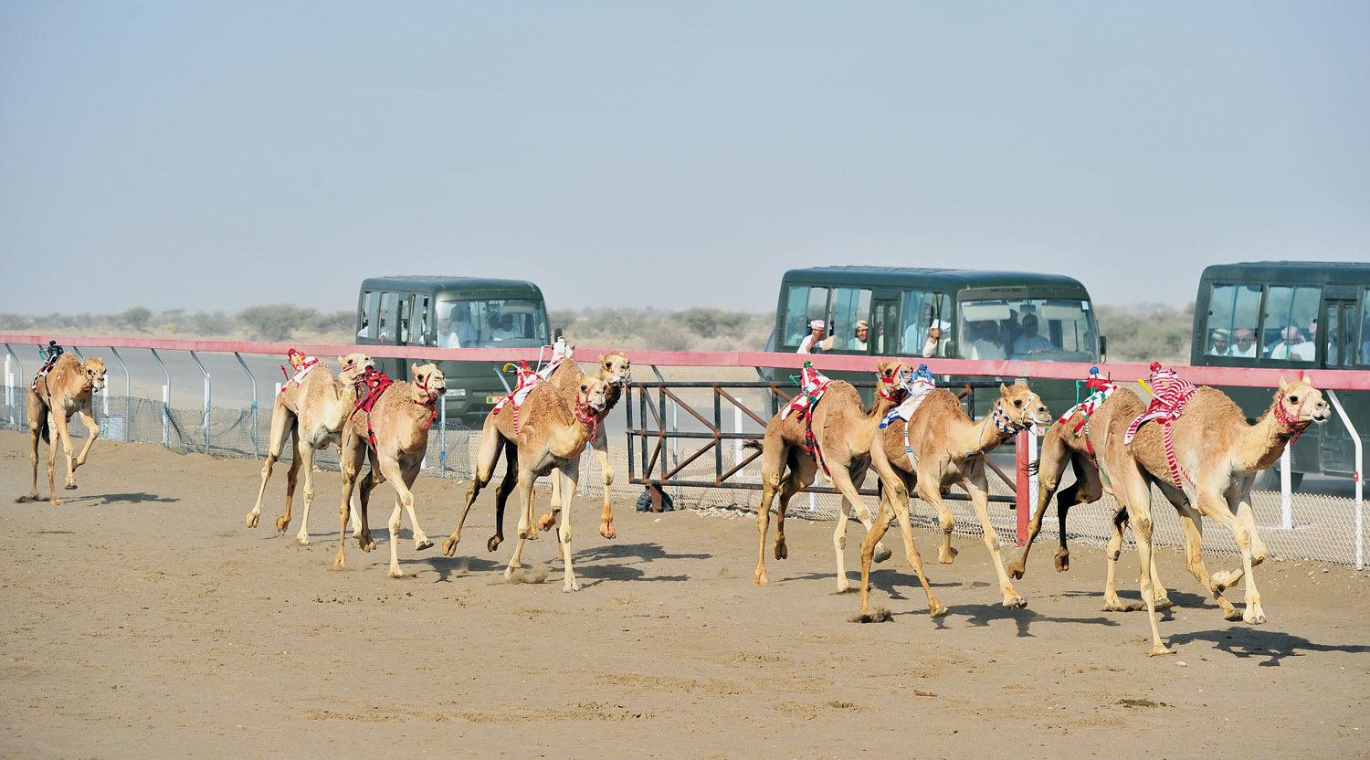 Local camel race in Wilayat of Barka marks National Day - Oman Observer
