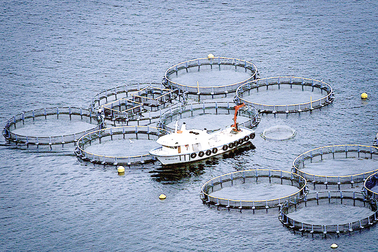 Oman ocean fish farm project targeted for 2023 launch - Oman Observer
