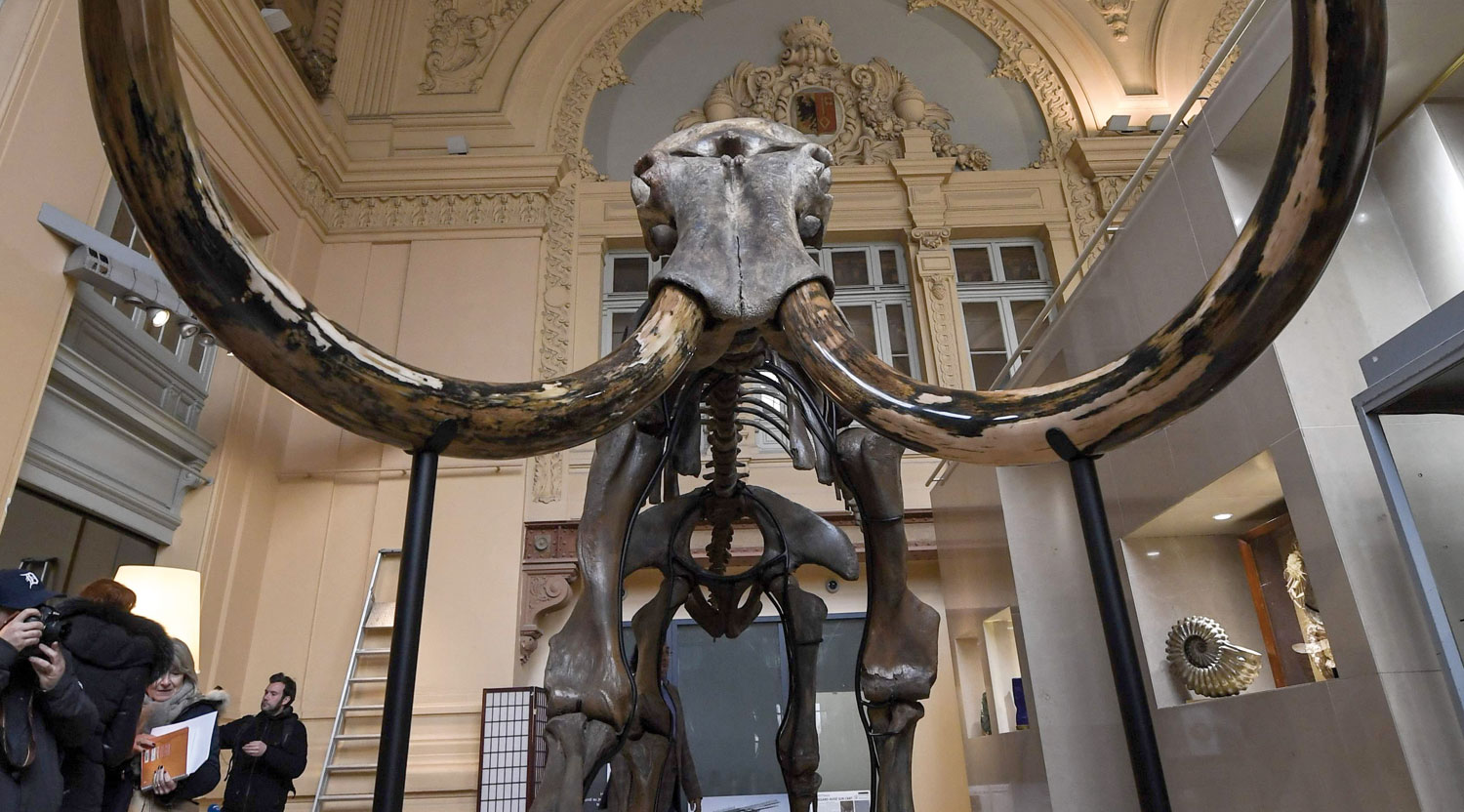 Mammoth sells for nearly € 550,000 at French auction - Oman Observer