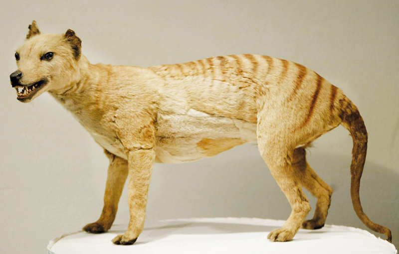 Thylacine Pouch