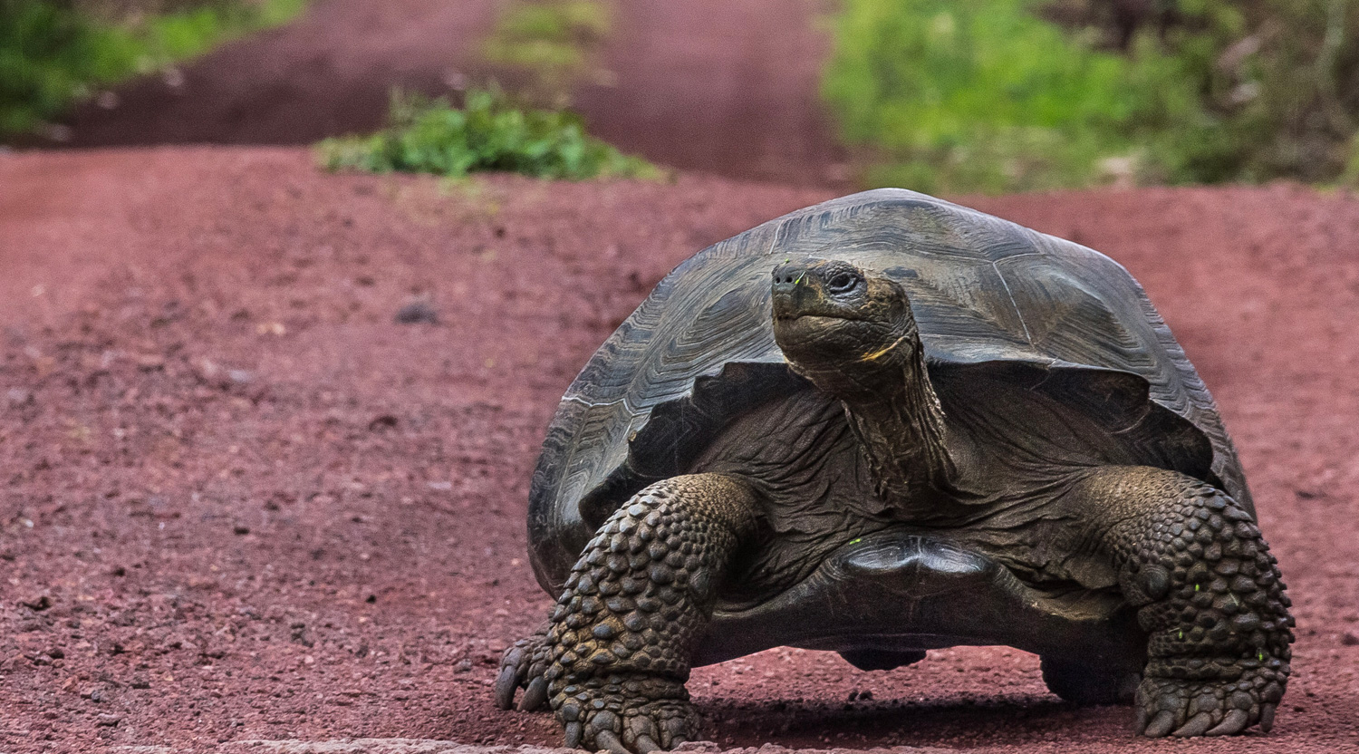 Galapagos hosts nursery for new species of giant tortoise - Oman Observer