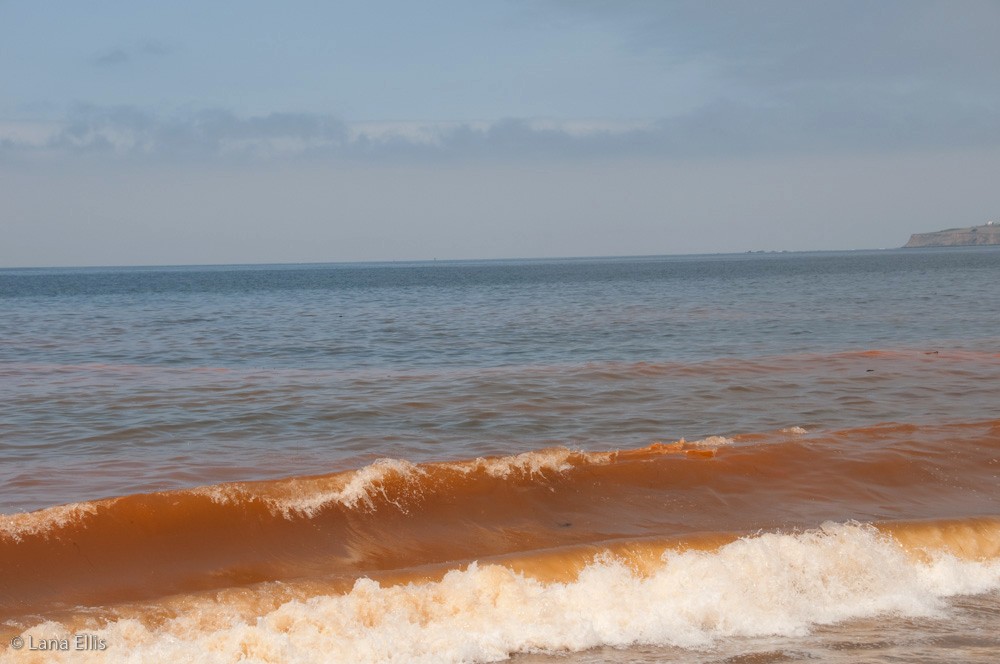 Water supply in Seeb affected by red tide in Barka - Oman Observer