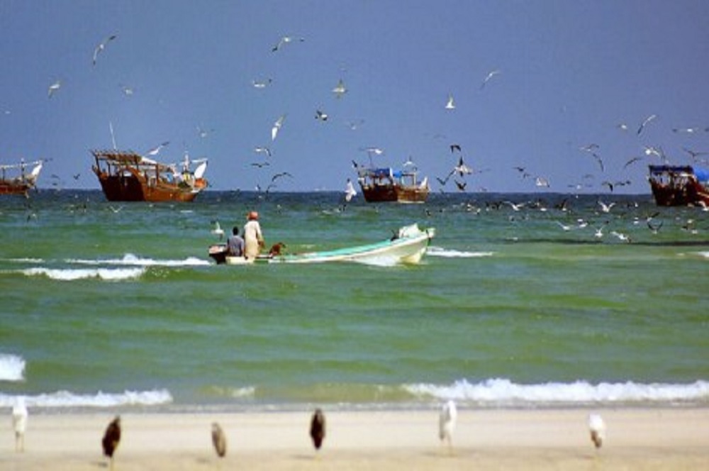 Ban on fishing Kingfish to take effect on Saturday - Oman Observer
