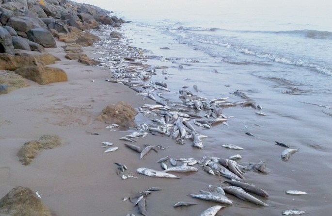 Ministry takes action against fish dumping - Oman Observer