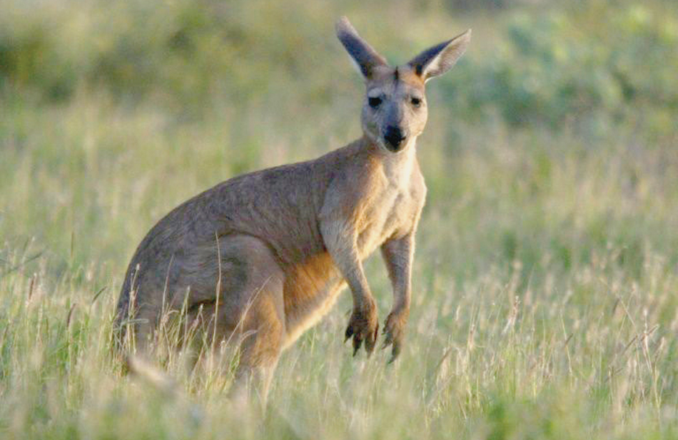 Three of family hurt as they fight off rare attack by kangaroo - Oman ...