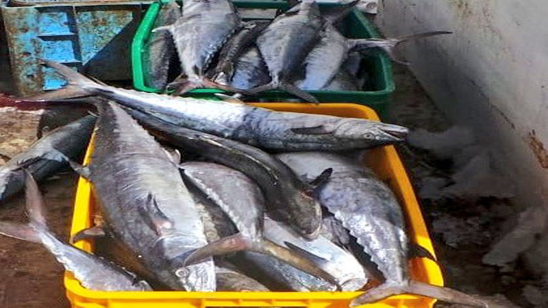 15 arrested, 800kg of kingfish seized in Sinaw - Oman Observer