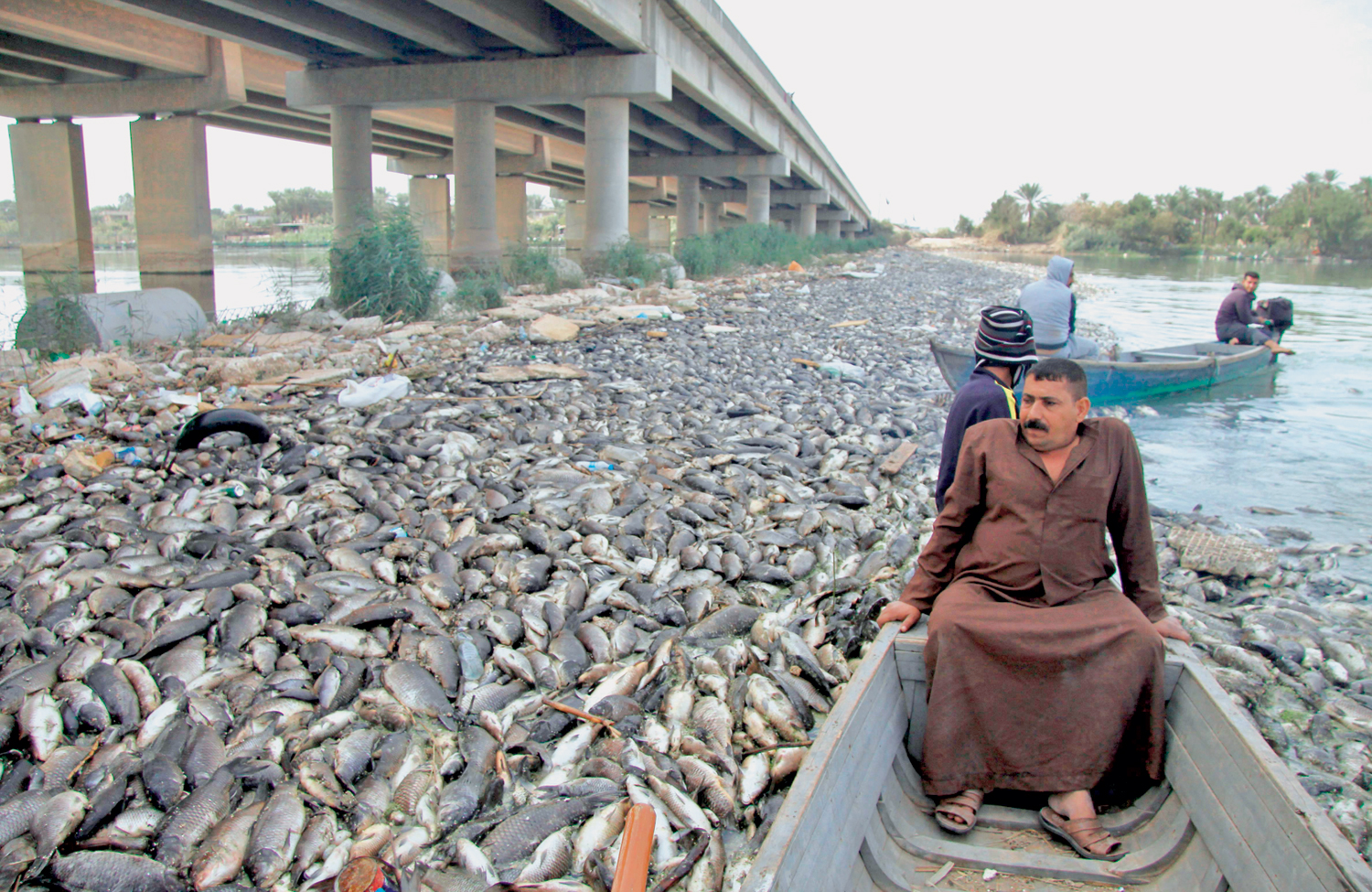 Thousands of carp die in mysterious circumstances in Iraq - Oman Observer