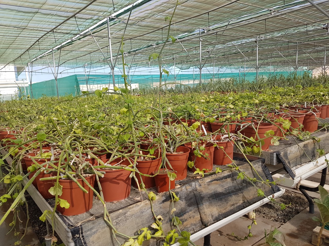 Oman botanic garden highlights unique biodiversity - Oman Observer