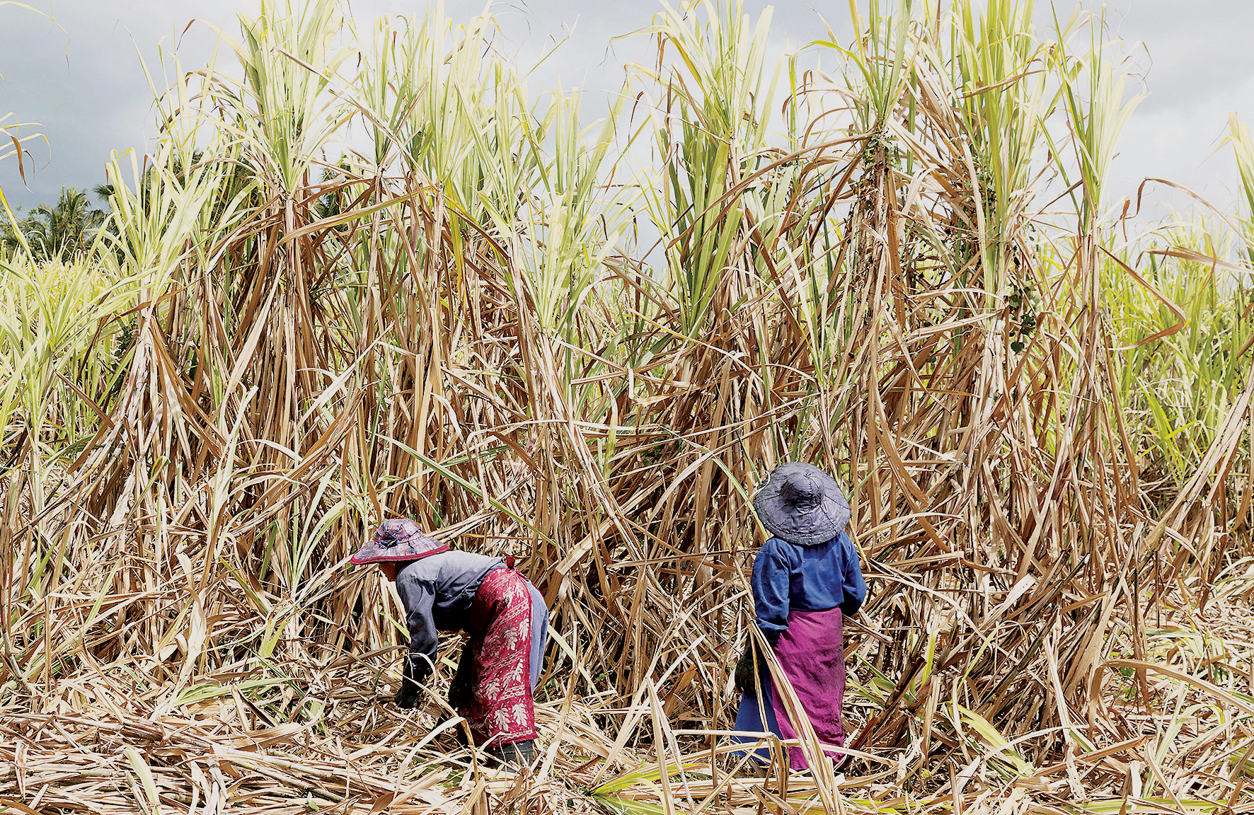 is sugarcane renewable