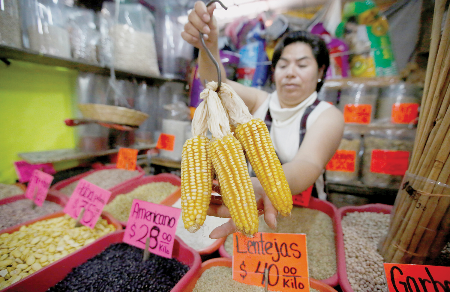 A-maize-ing genetic sleuthing rewrites history of corn - Oman Observer