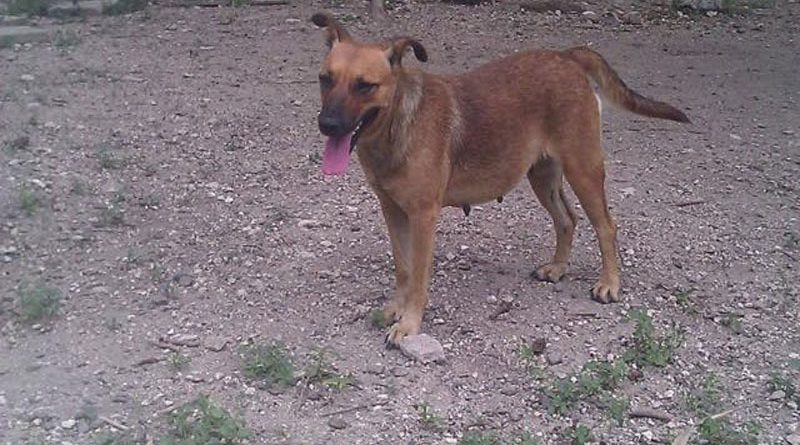 Grrr! Stray dogs, cats give nightmares to residents - Oman Observer