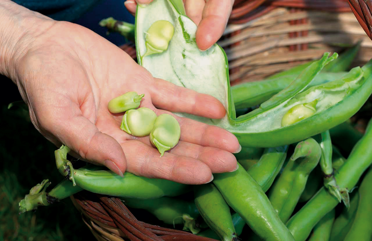 After lettuce, astronauts could grow beans in space in 2021 - Oman Observer