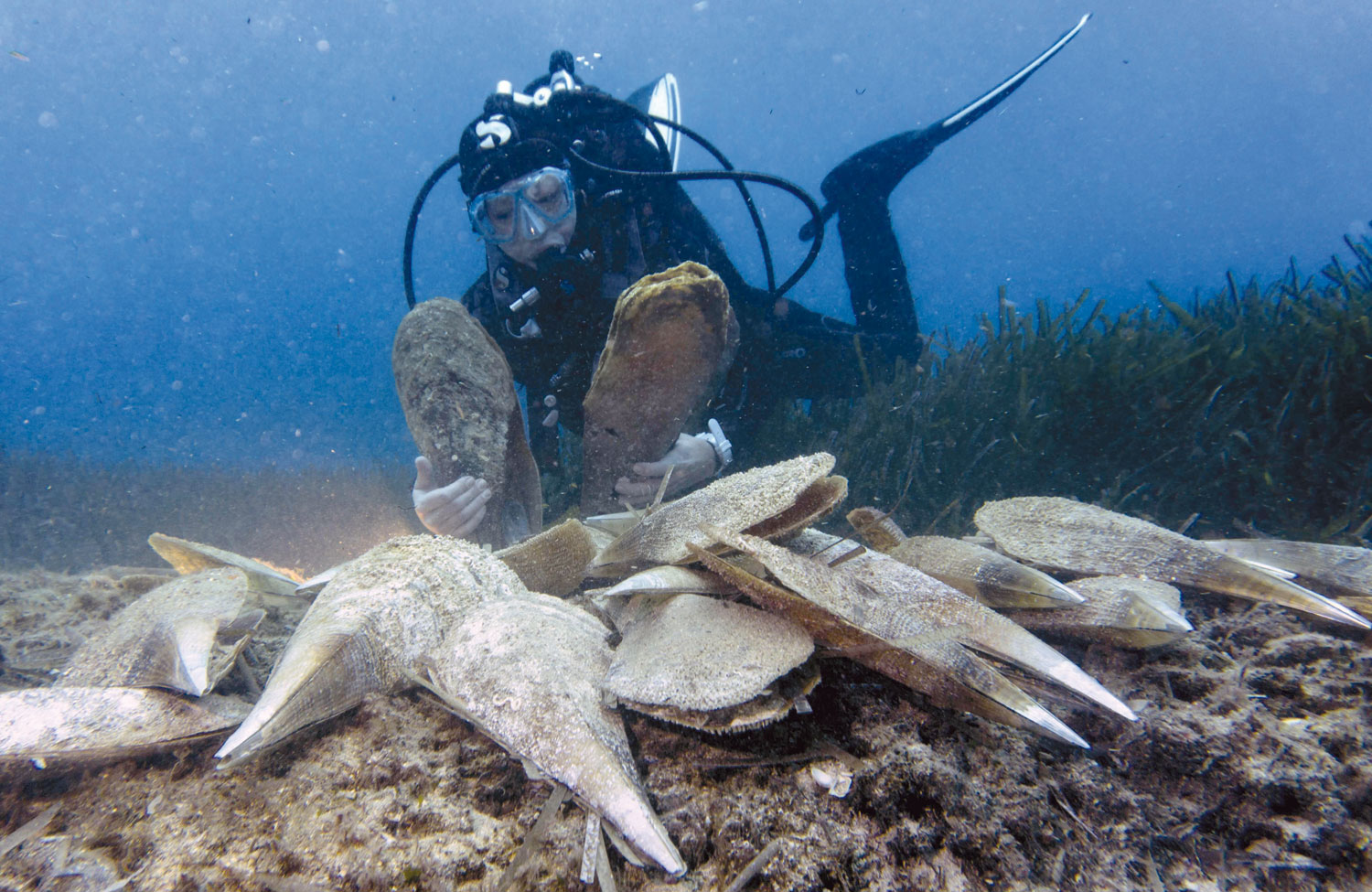 Tiny killer threatens giant clam, aquatic emblem of the Med - Oman Observer