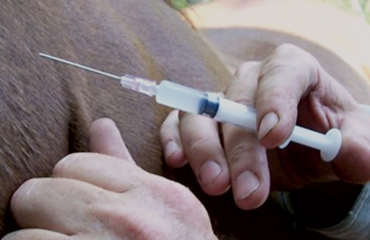 Region’s largest animal vaccines project planned in Oman - Oman Observer