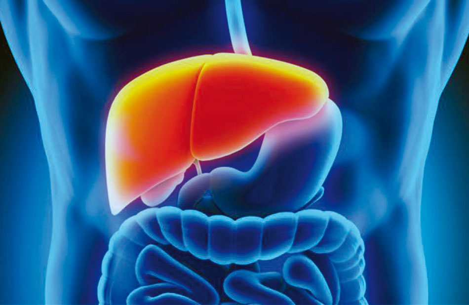 ‘Lab-grown liver’ raises hopes for acute liver failure patients - Oman ...