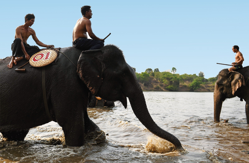 Fast and furious: Vietnam’s elephant race draws cheers, and critics ...