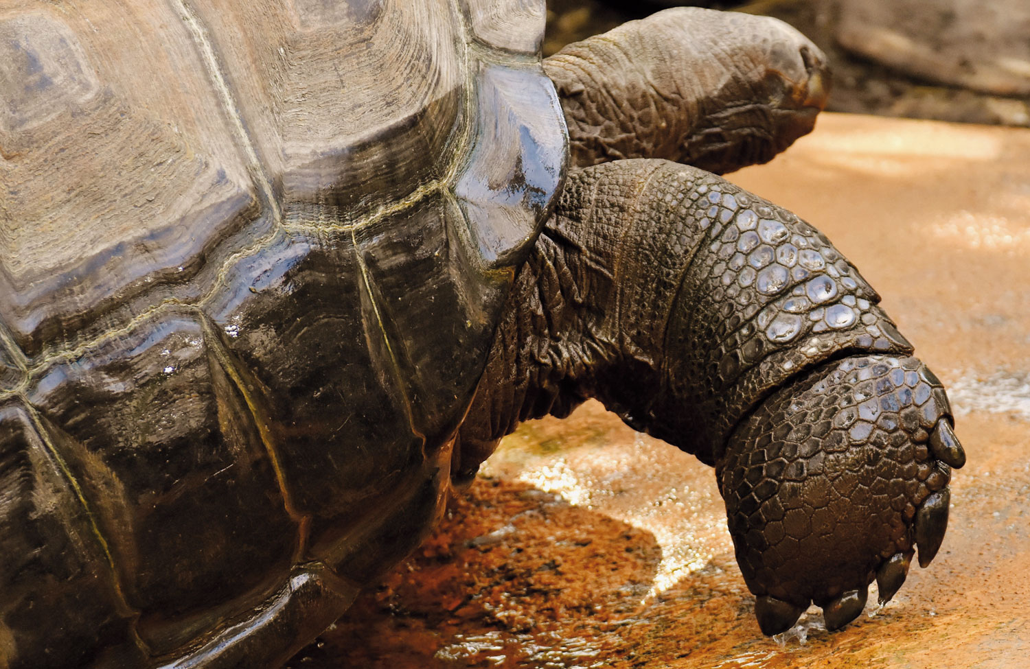 Hood Island Tortoise