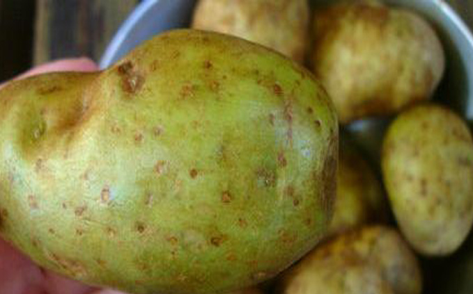 Ministry of Agriculture clarifies on green potatoes - Oman Observer