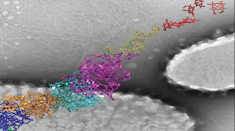 Electricity-conducting bacteria yield secret to tiny batteries - Oman ...