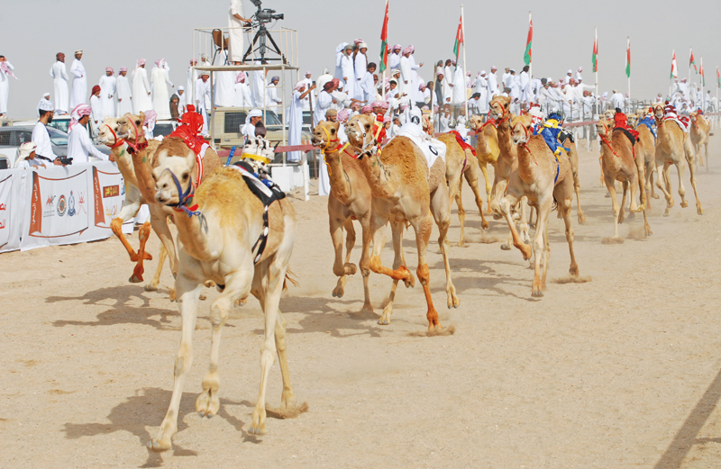 CAMEL RACING IN MUDHAIBI - Oman Observer