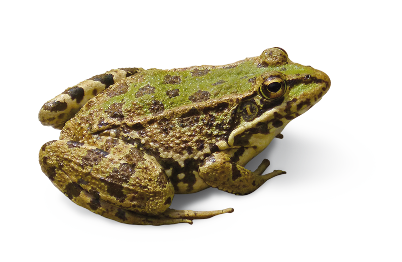 Study: Fungal disease has caused global mass amphibian extinction ...