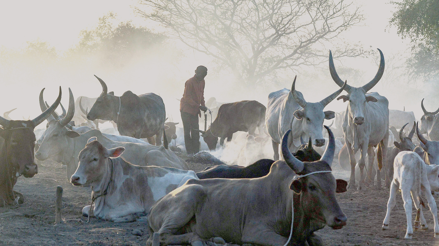 Money, guns and brides fuel S Sudan’s cattle wars - Oman Observer