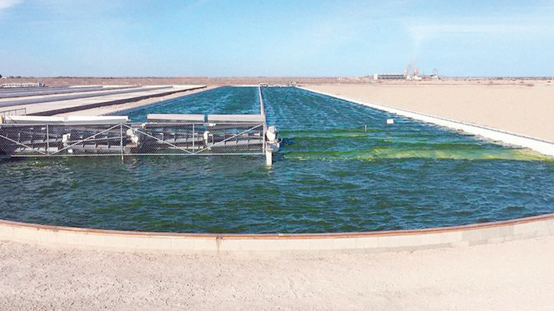 UK firm plans mega algae farm in Oman - Oman Observer