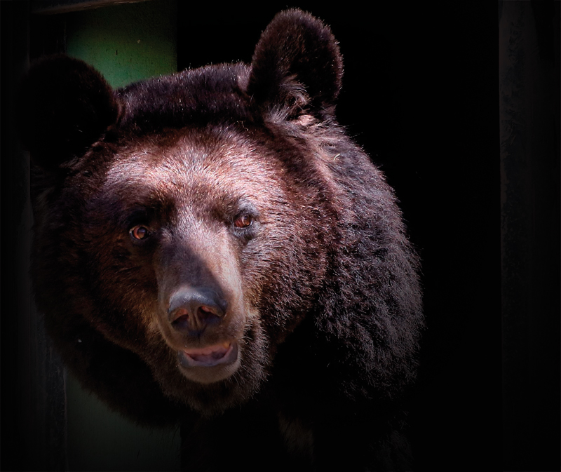 Traumatised by conflict, animals find haven in Jordan - Oman Observer