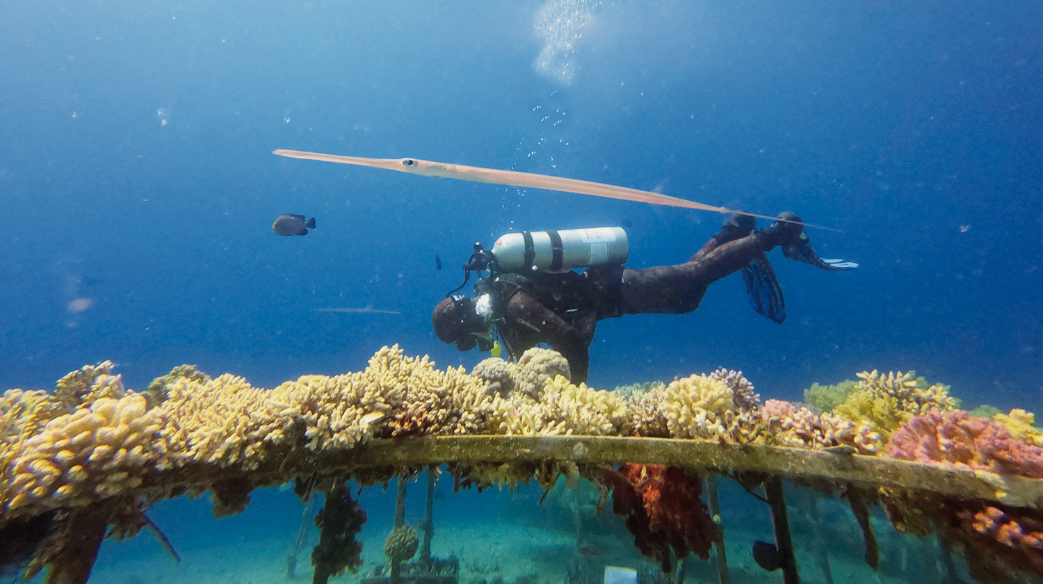 Israeli coral rescue plan needs chisel and deep blue sea - Oman Observer