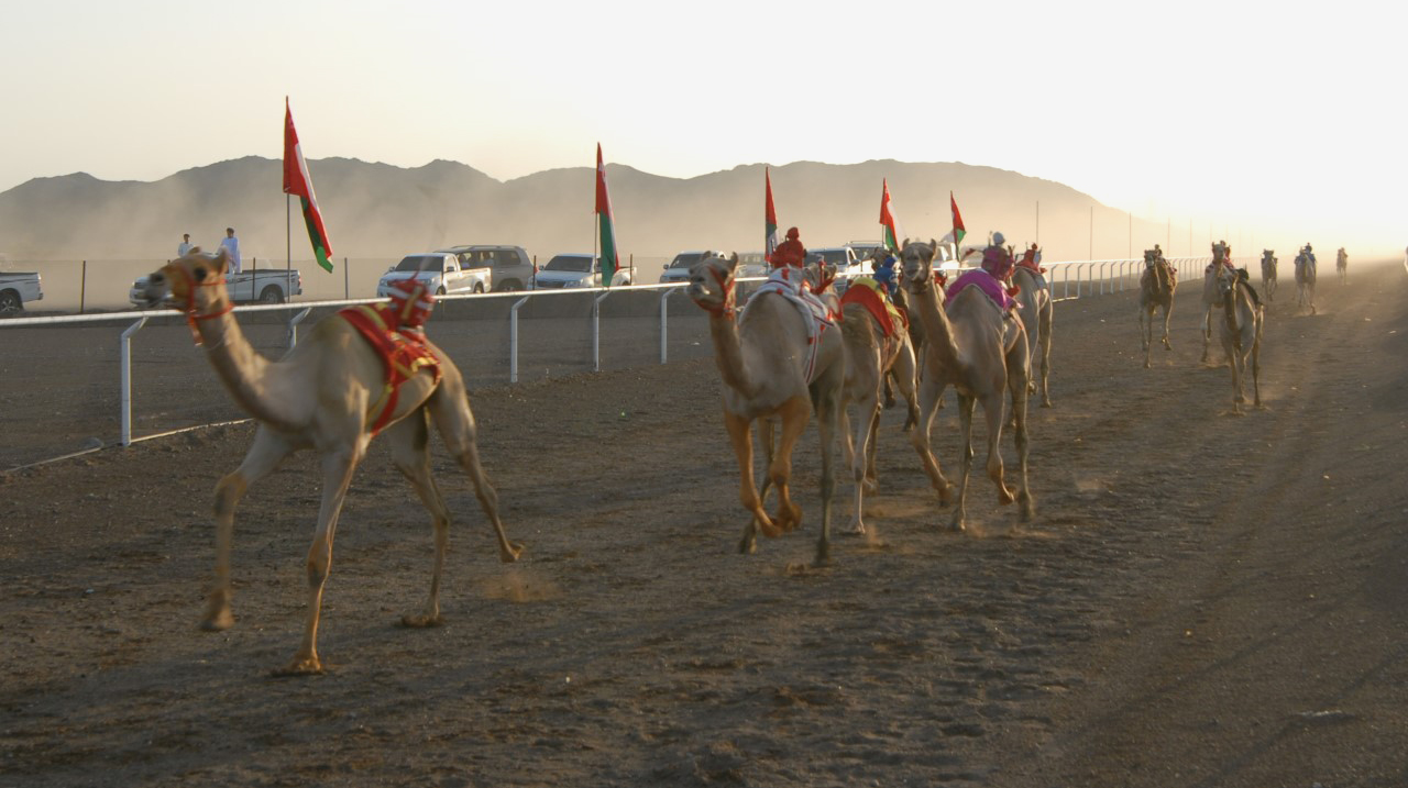 Camel races in Al Mudhaibi - Oman Observer