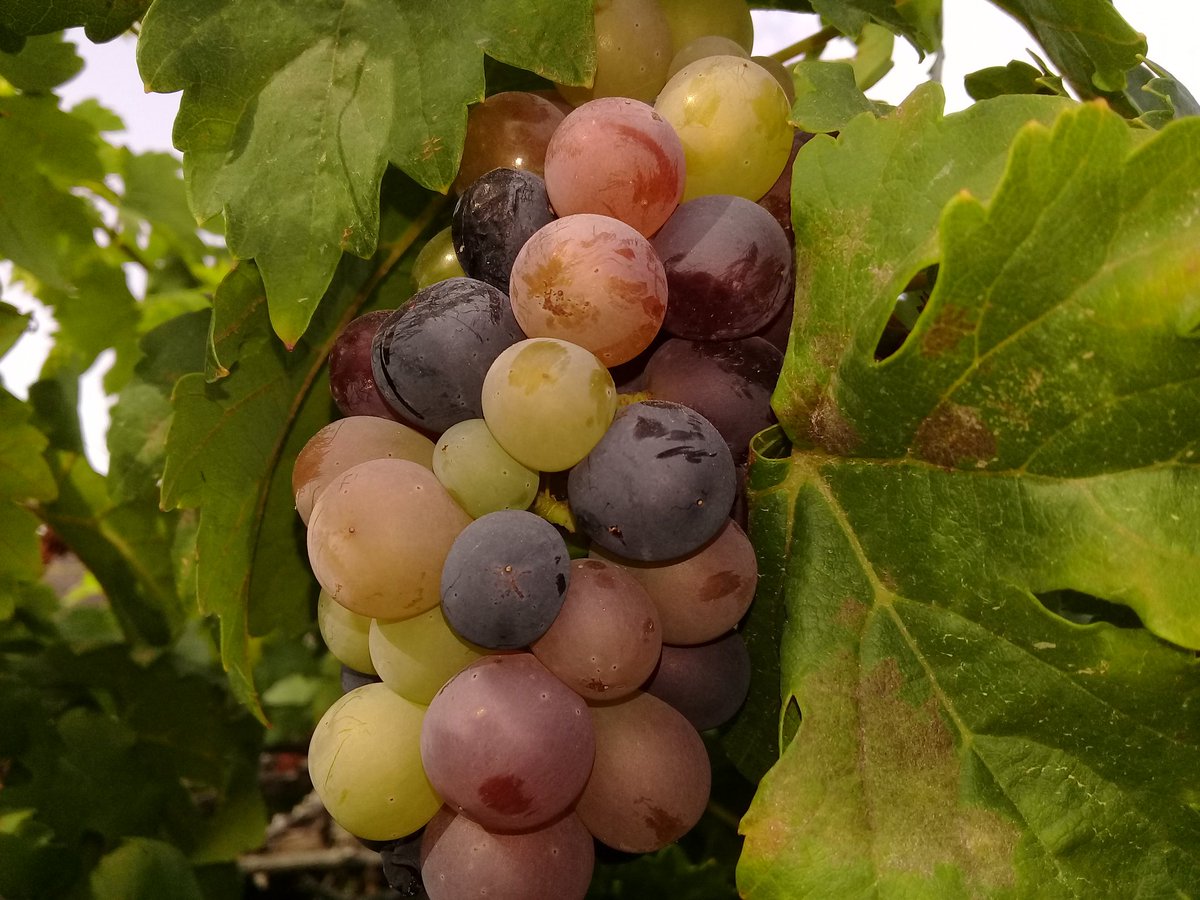 Juicy grapes harvesting season begins in Ibra - Oman Observer
