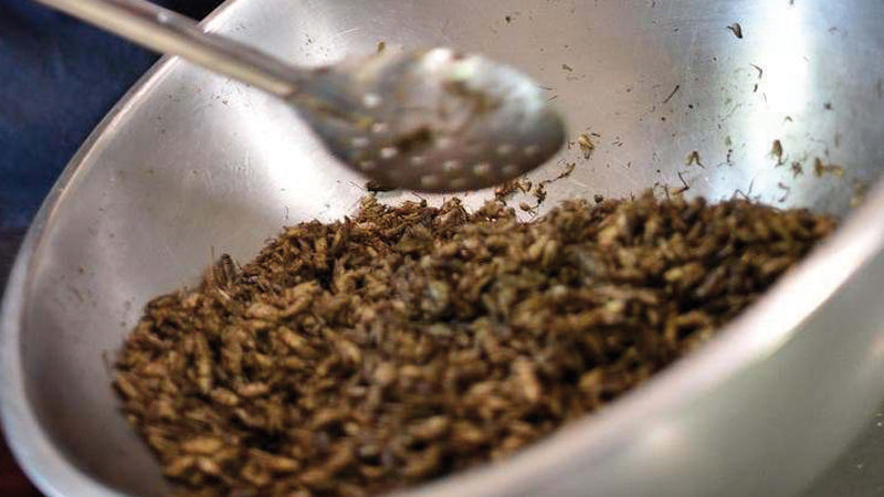 Larvae for lunch? Danish scientists try to put mealworm on the menu ...