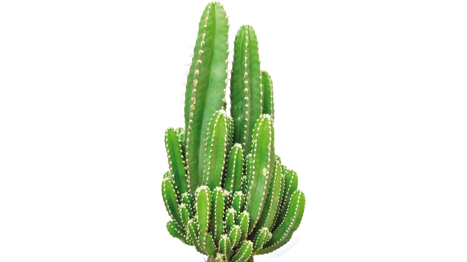 Cactus could be new fodder - Oman Observer