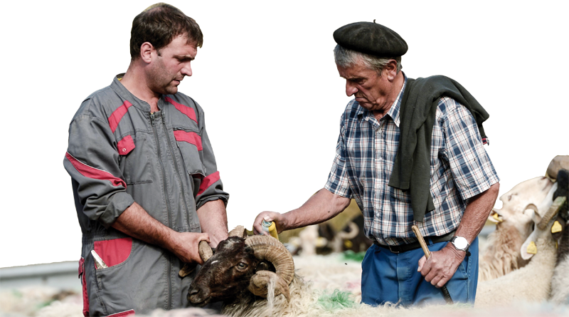 In French mountains, bear attacks leave shepherds skittish - Oman Observer